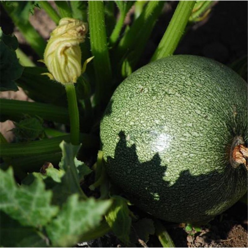 Courgette de Nice à Fruit Rond AB - Semence la ferme st Marthe